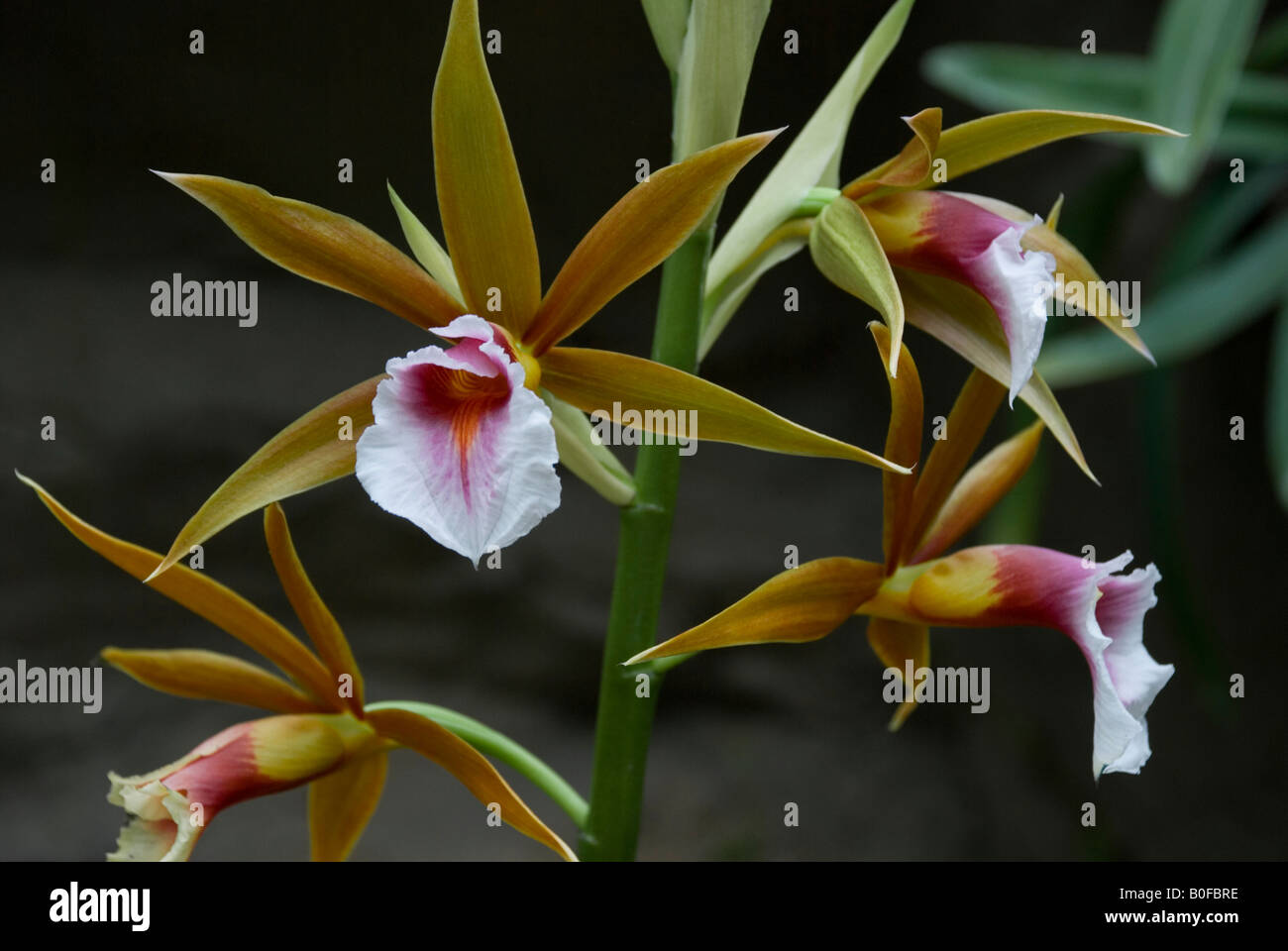 Phaius orchid hi-res stock photography and images - Alamy