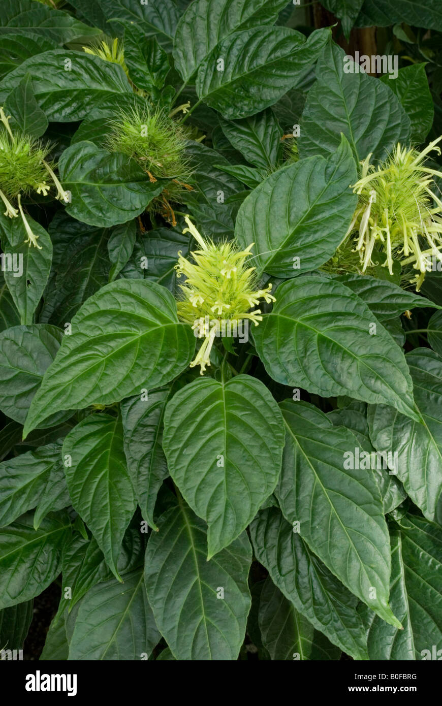 SCHAUERIA FLAVICOMA, GOLDEN PLUME Stock Photo - Alamy