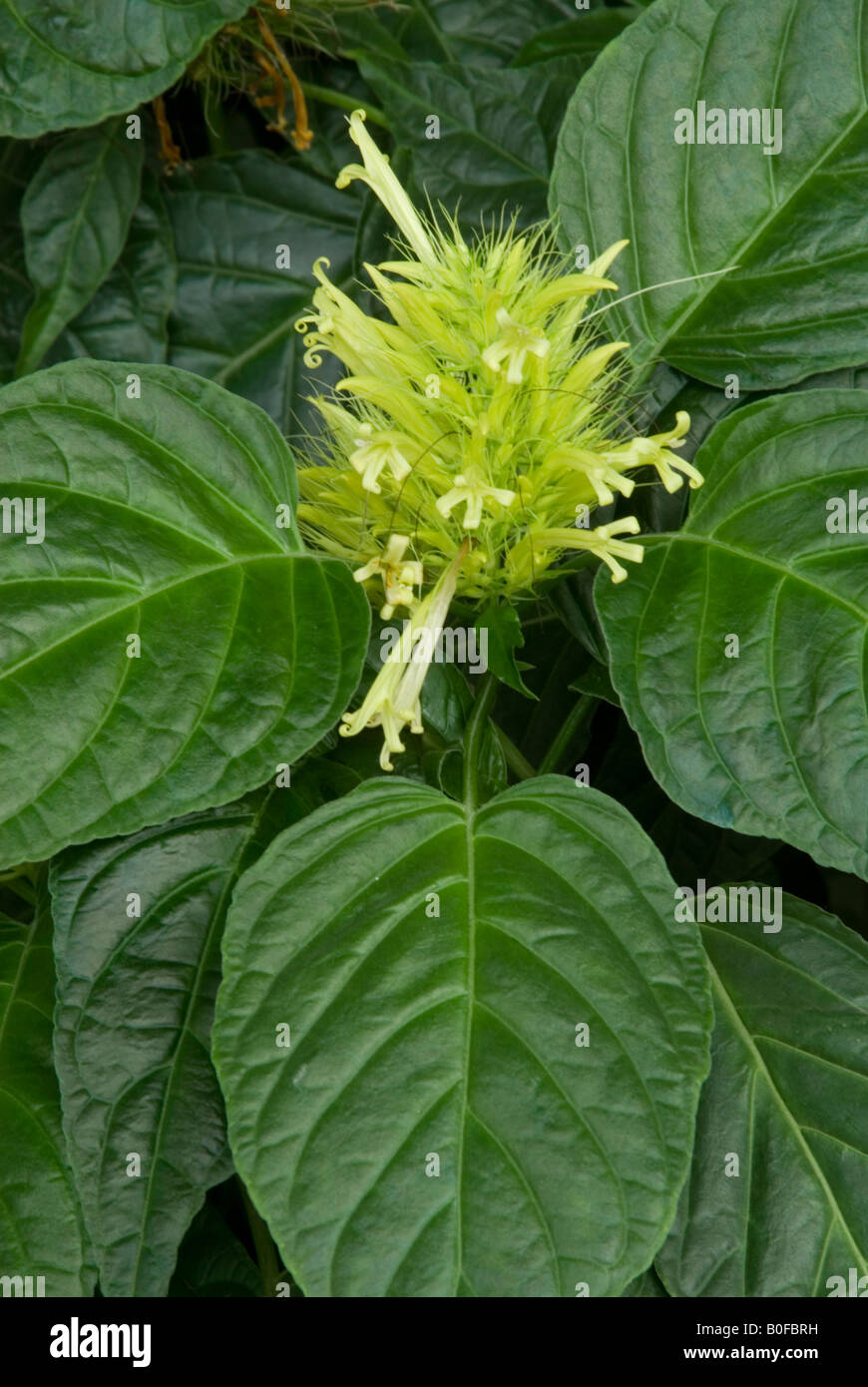 Golden plume hi-res stock photography and images - Alamy