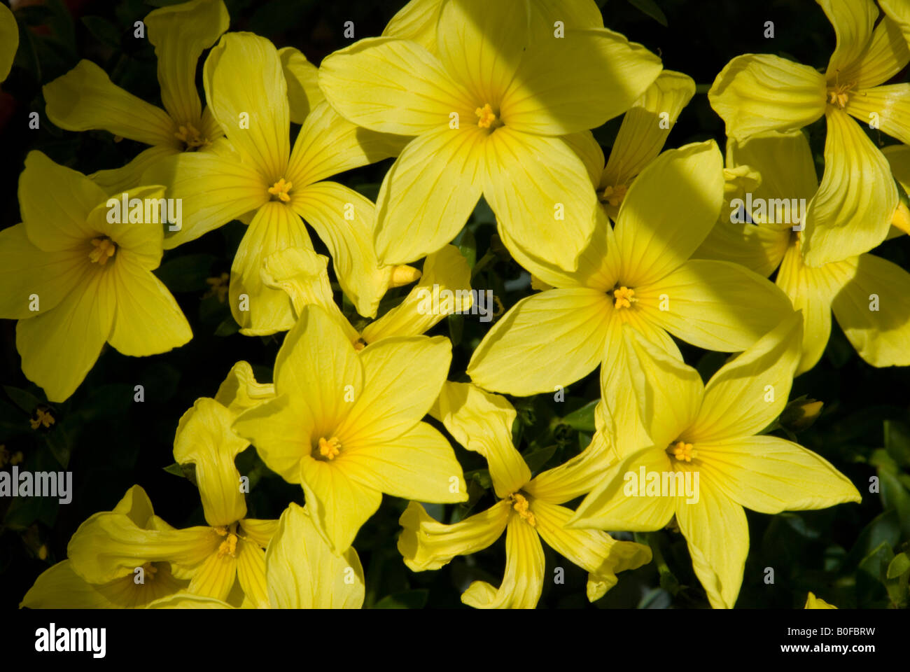 Doerfleri hi-res stock photography and images - Alamy