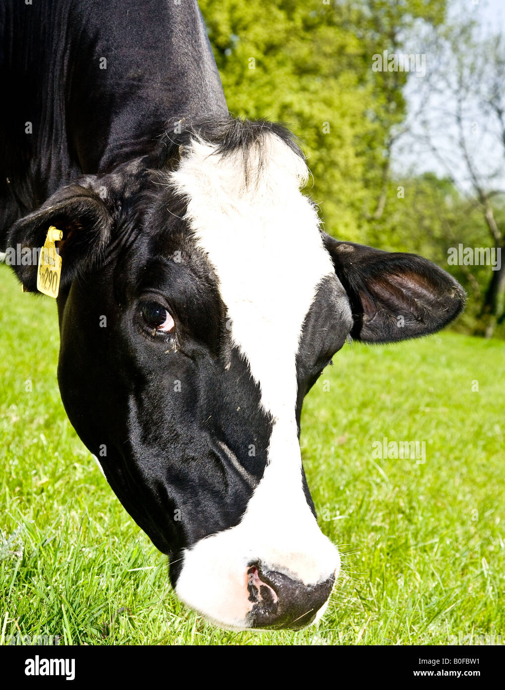 Fresian Cows grazing in a field in Surrey Stock Photo - Alamy