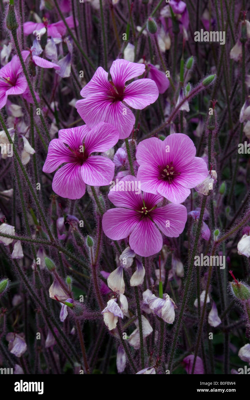 Geranium maderense. Giant Herb Robert Stock Photo - Alamy