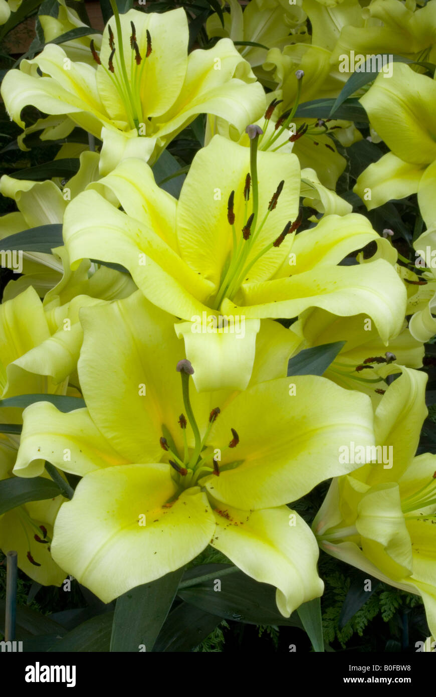 Lilium serano lily hi-res stock photography and images - Alamy