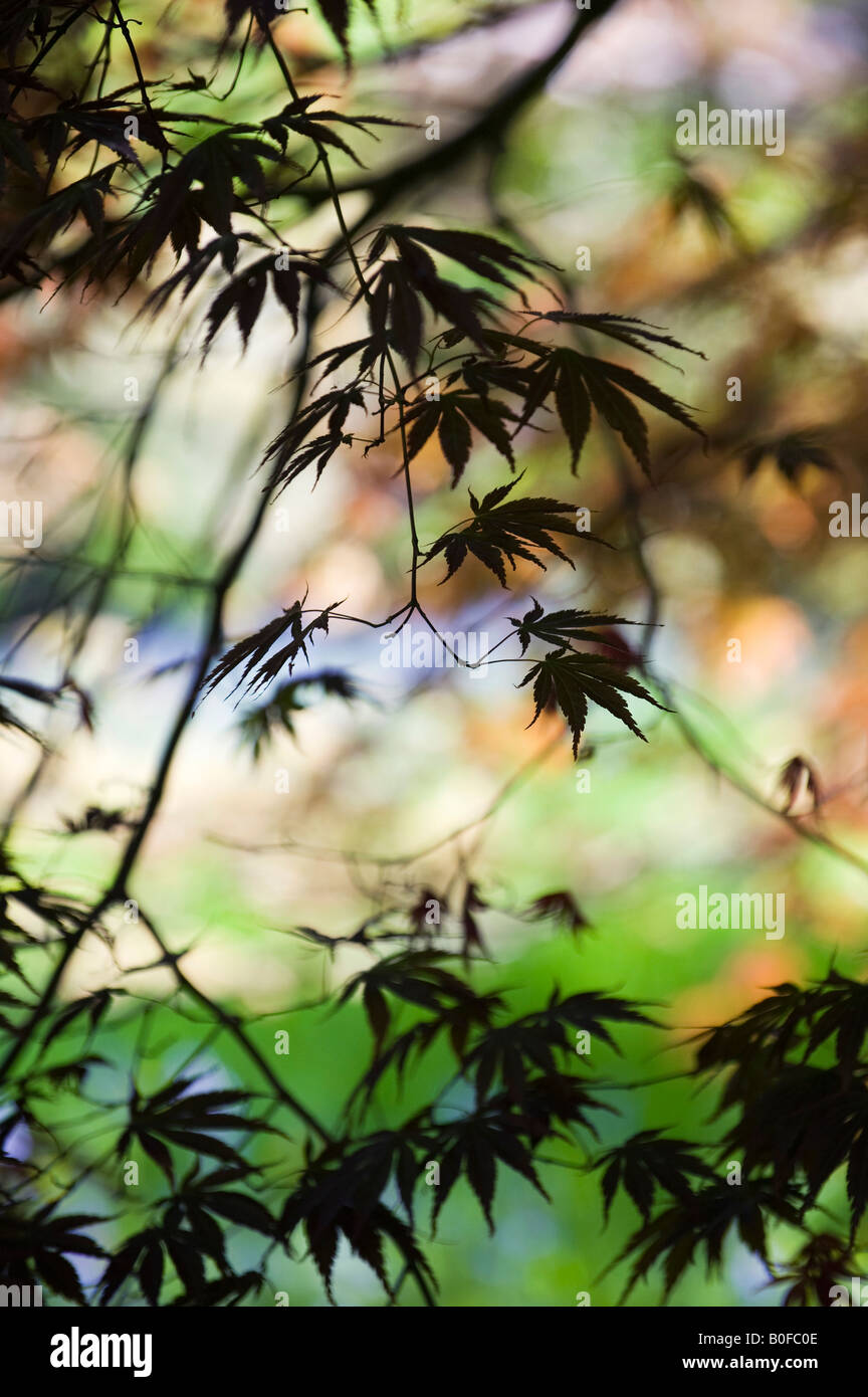 Japanese Maple acer palmatum 'burgundy lace' tree leaves Stock Photo ...