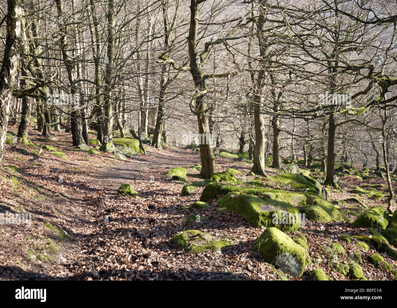 Silver oak tree hi-res stock photography and images - Alamy