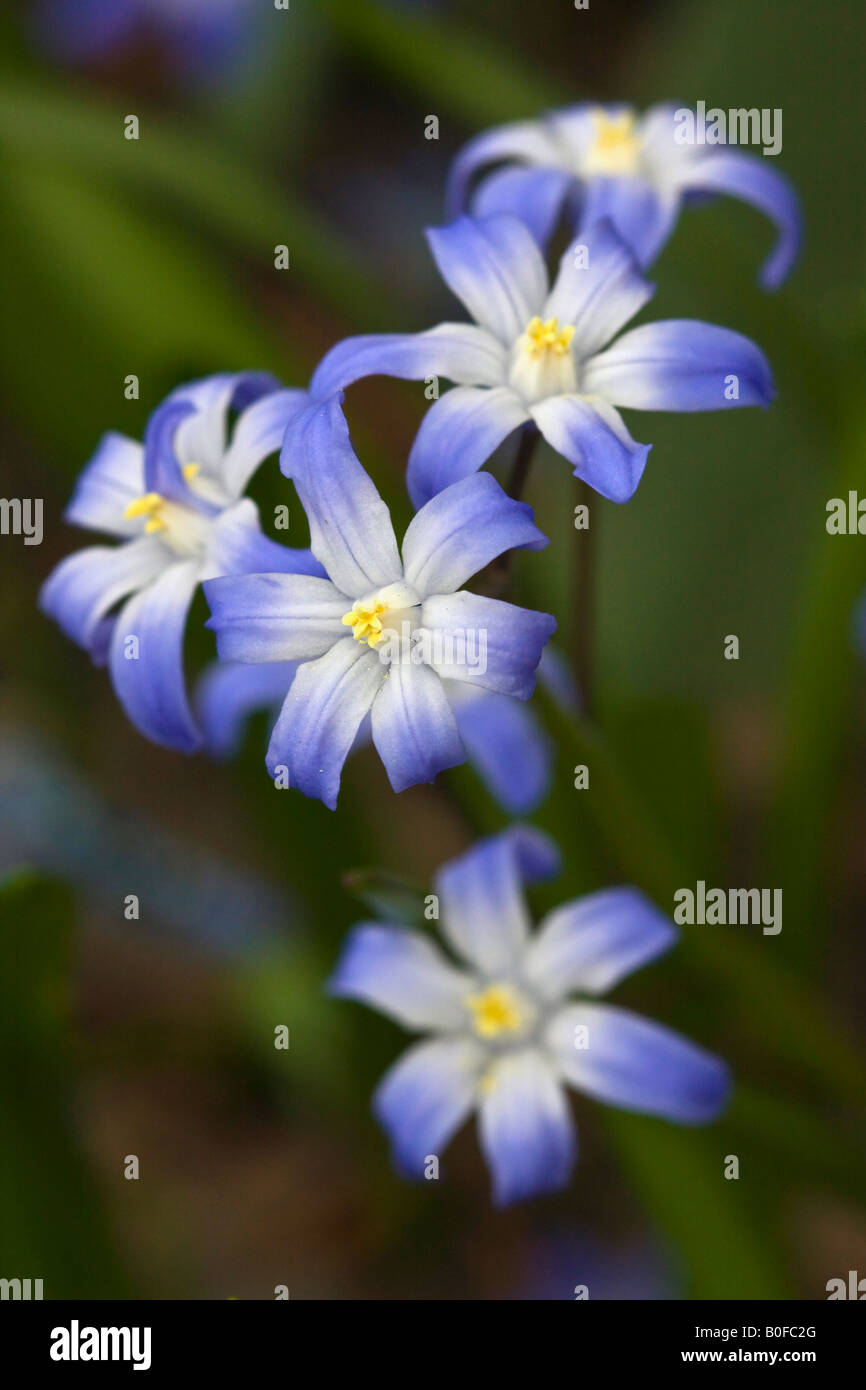 Blue Chionodoxa luciliae Glory of the snow blooming flowers nobody from ...
