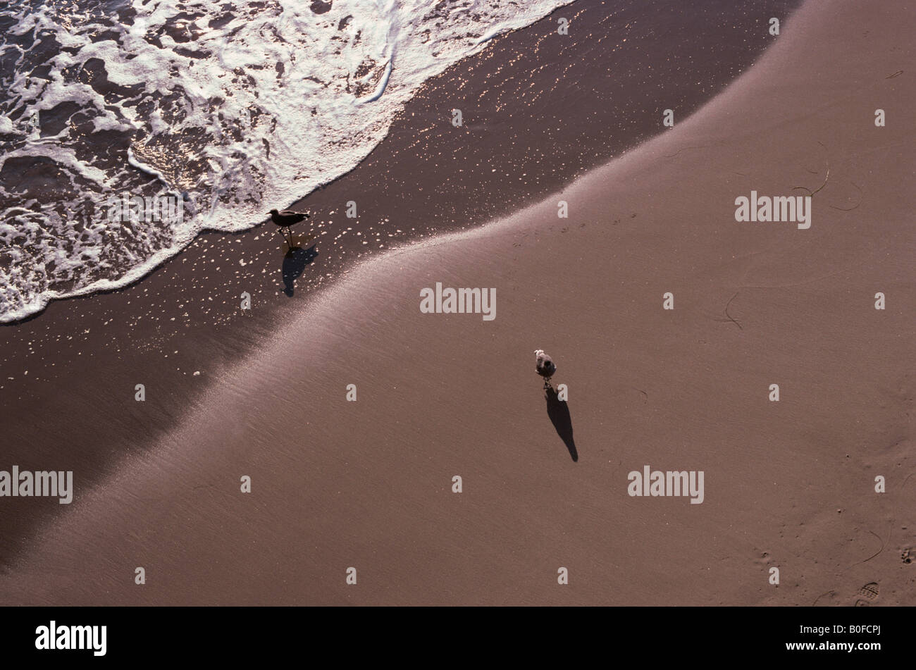 Herring Gulls On Sandy Beach Stock Photo - Alamy
