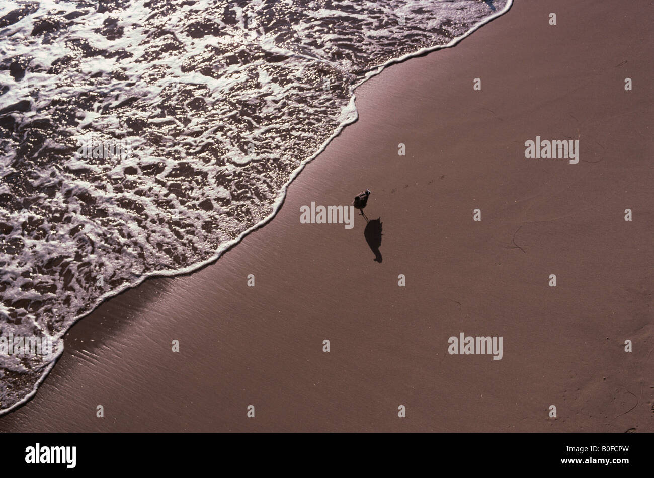 Herring Gull On Sandy Beach Stock Photo - Alamy
