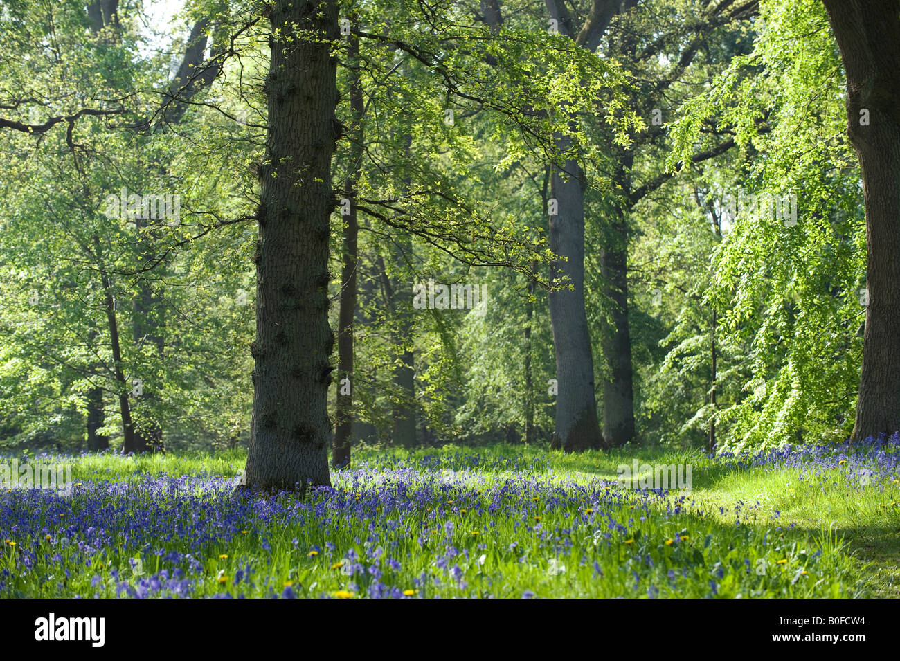English oak woodland hi-res stock photography and images - Alamy