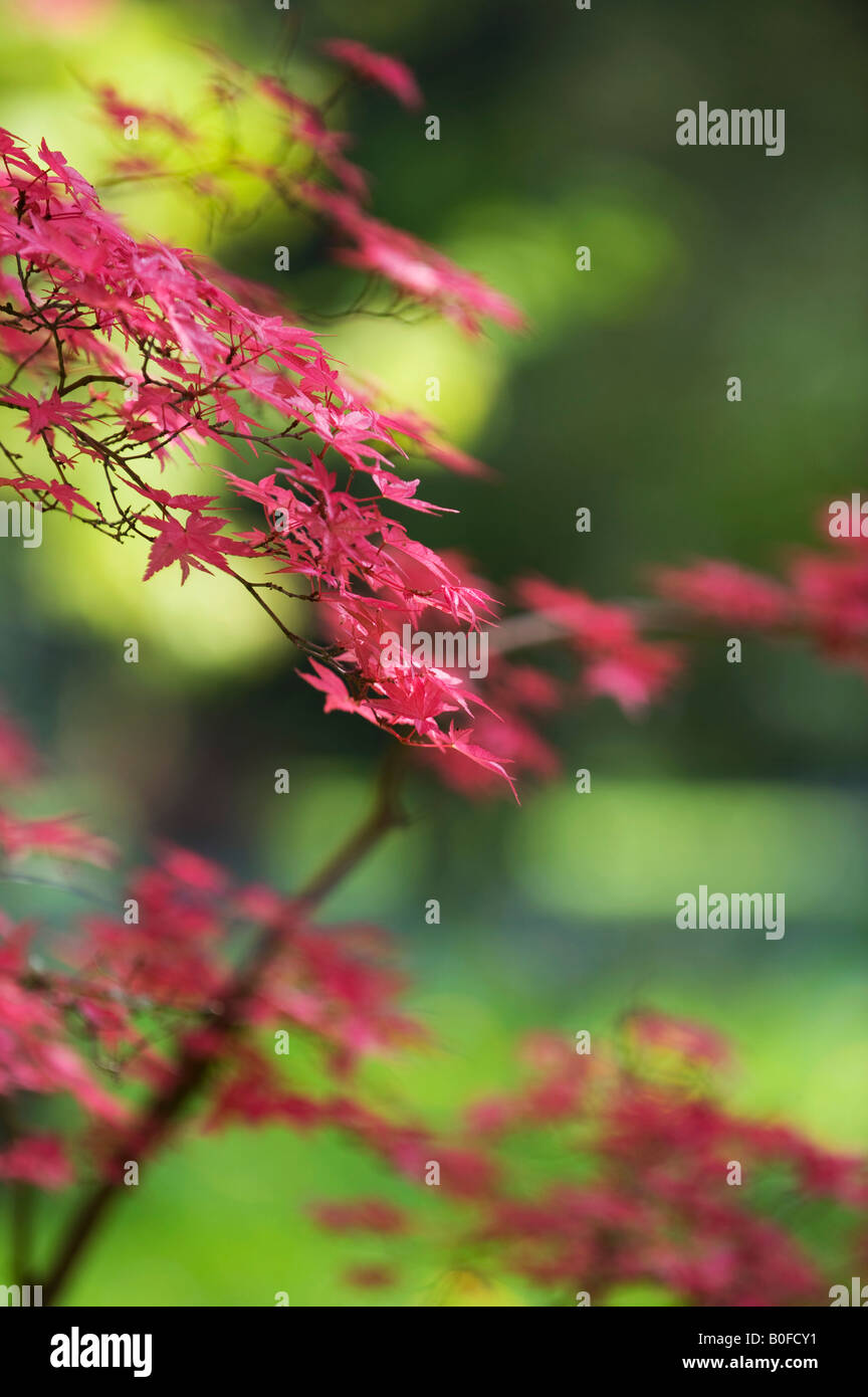 Acer palmatum chishio improved hi-res stock photography and images - Alamy