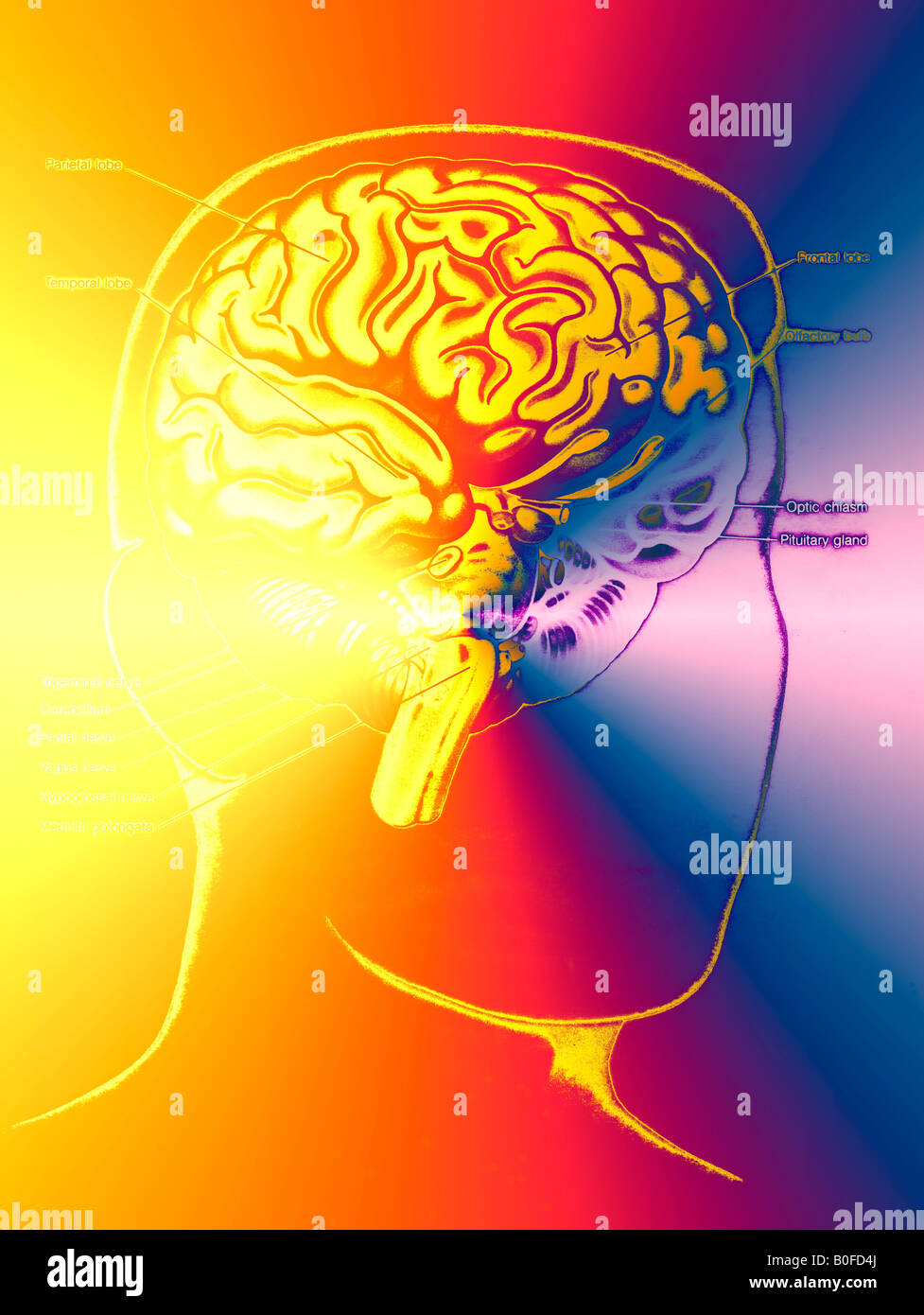 abstract computer generated of human head and brain Stock Photo - Alamy