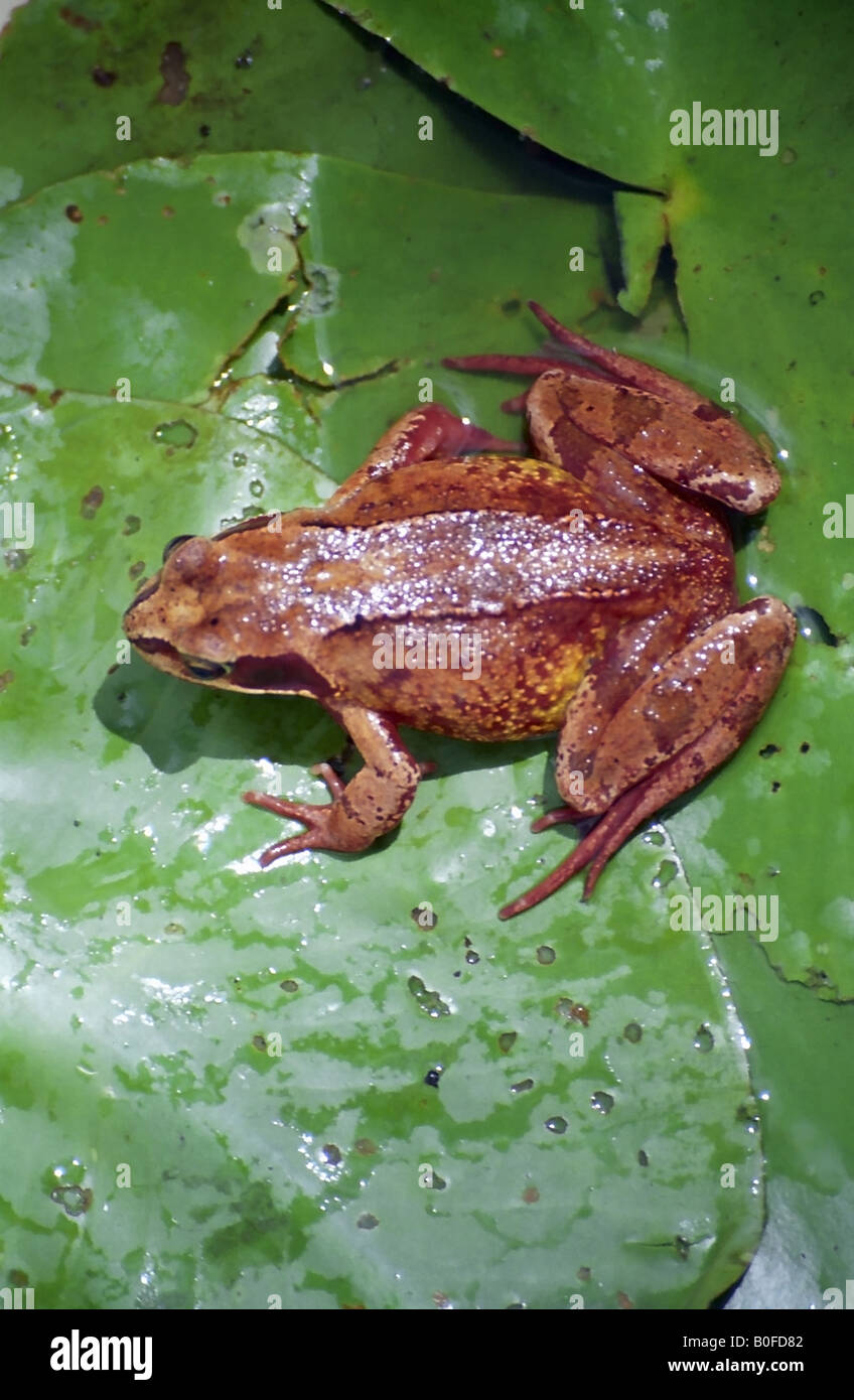 Irish common frog hi-res stock photography and images - Alamy