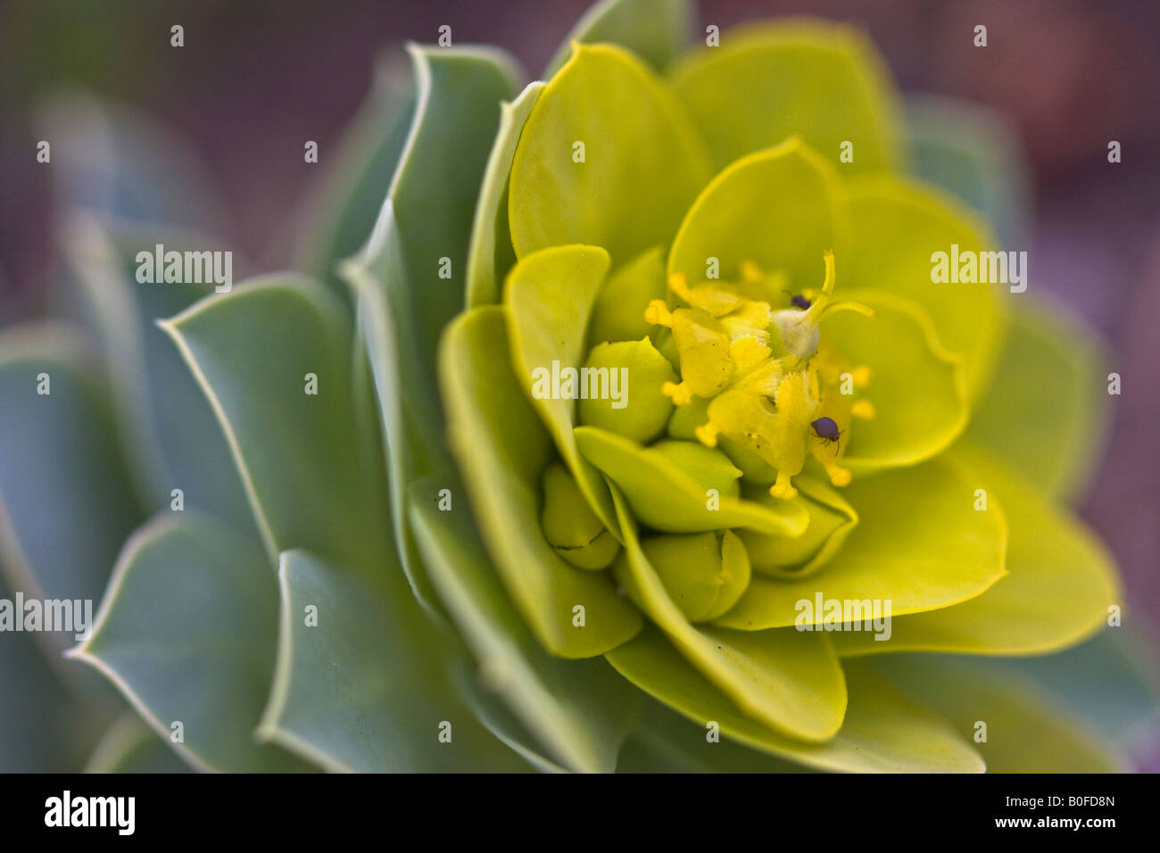 Euphorbia hi res hi-res stock photography and images - Alamy