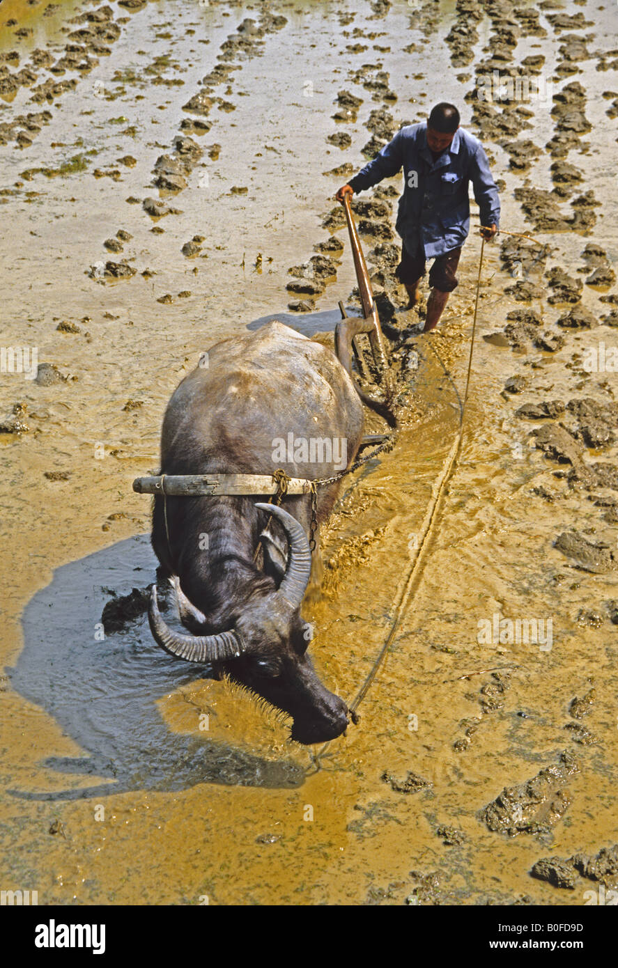 Muddy rice paddies hi-res stock photography and images - Alamy