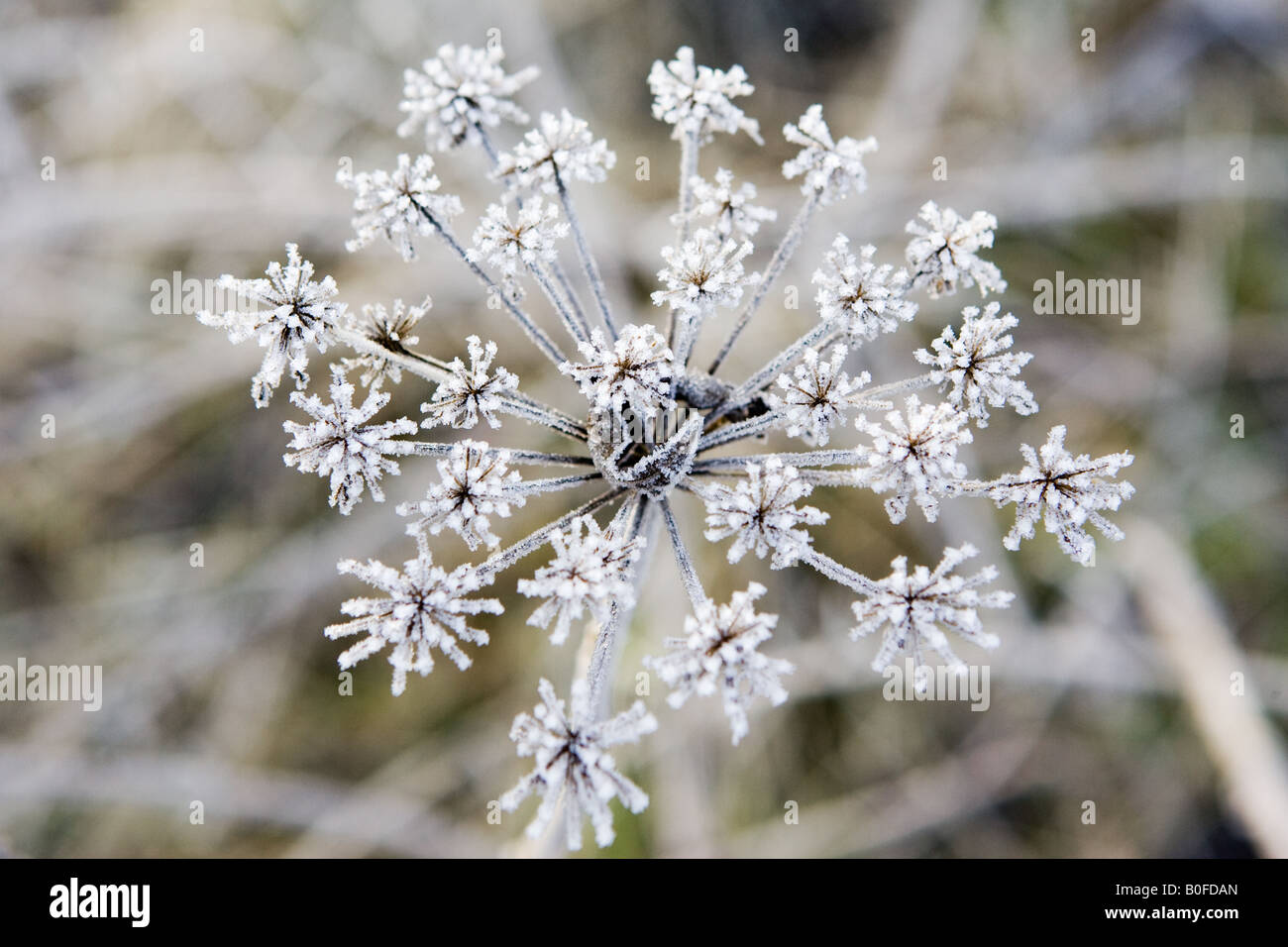 Frosty cow parsley hi-res stock photography and images - Alamy
