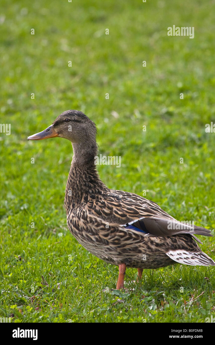 Dabbling duck hi-res stock photography and images - Alamy