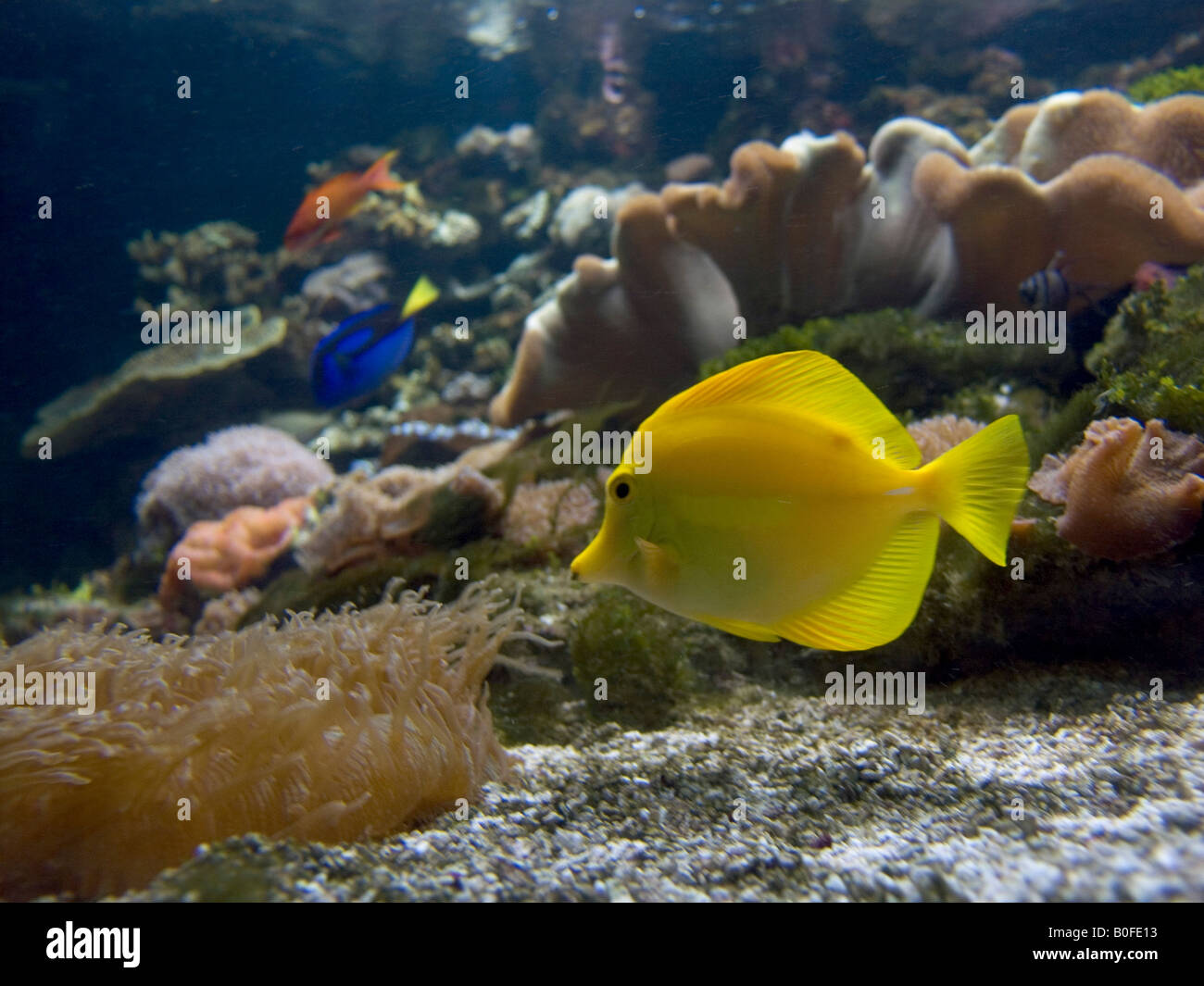 Yellow tang fish hi-res stock photography and images - Alamy