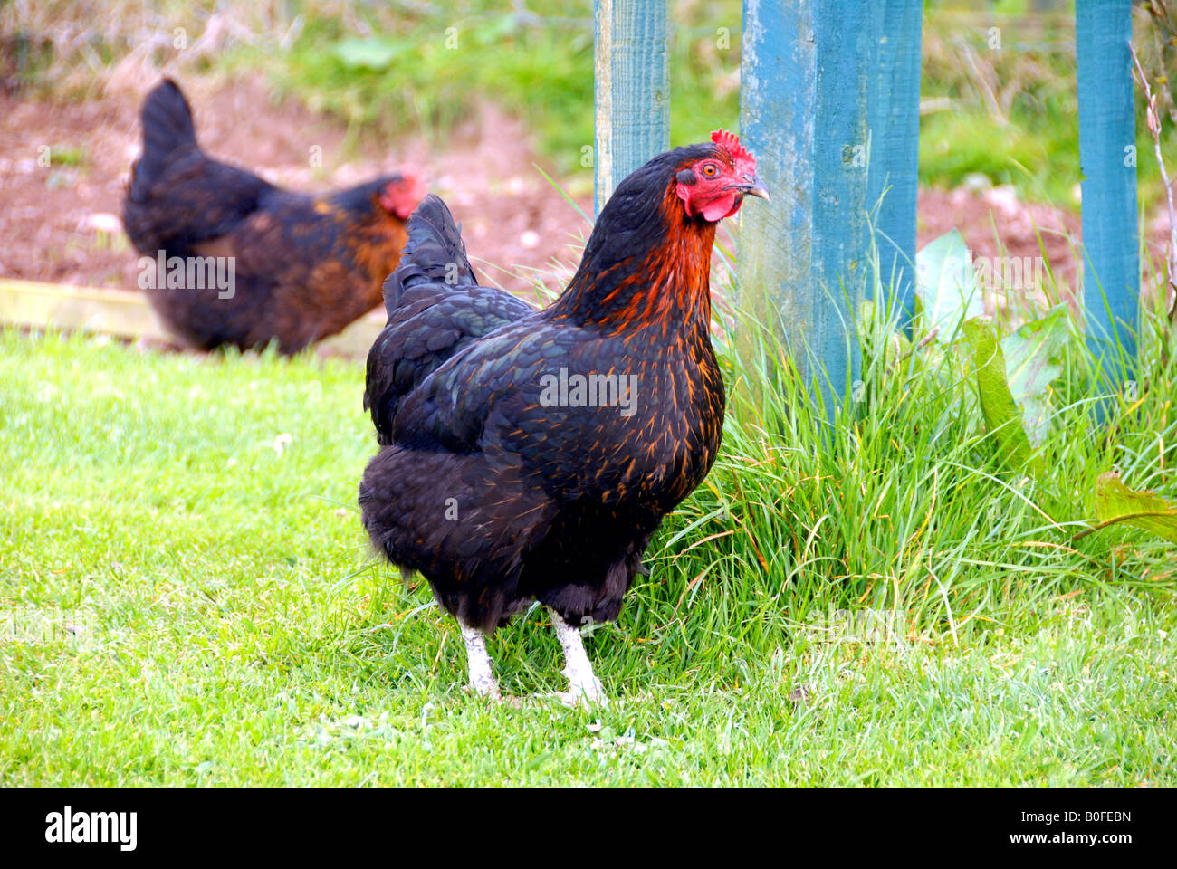 Free range chicken Stock Photo - Alamy