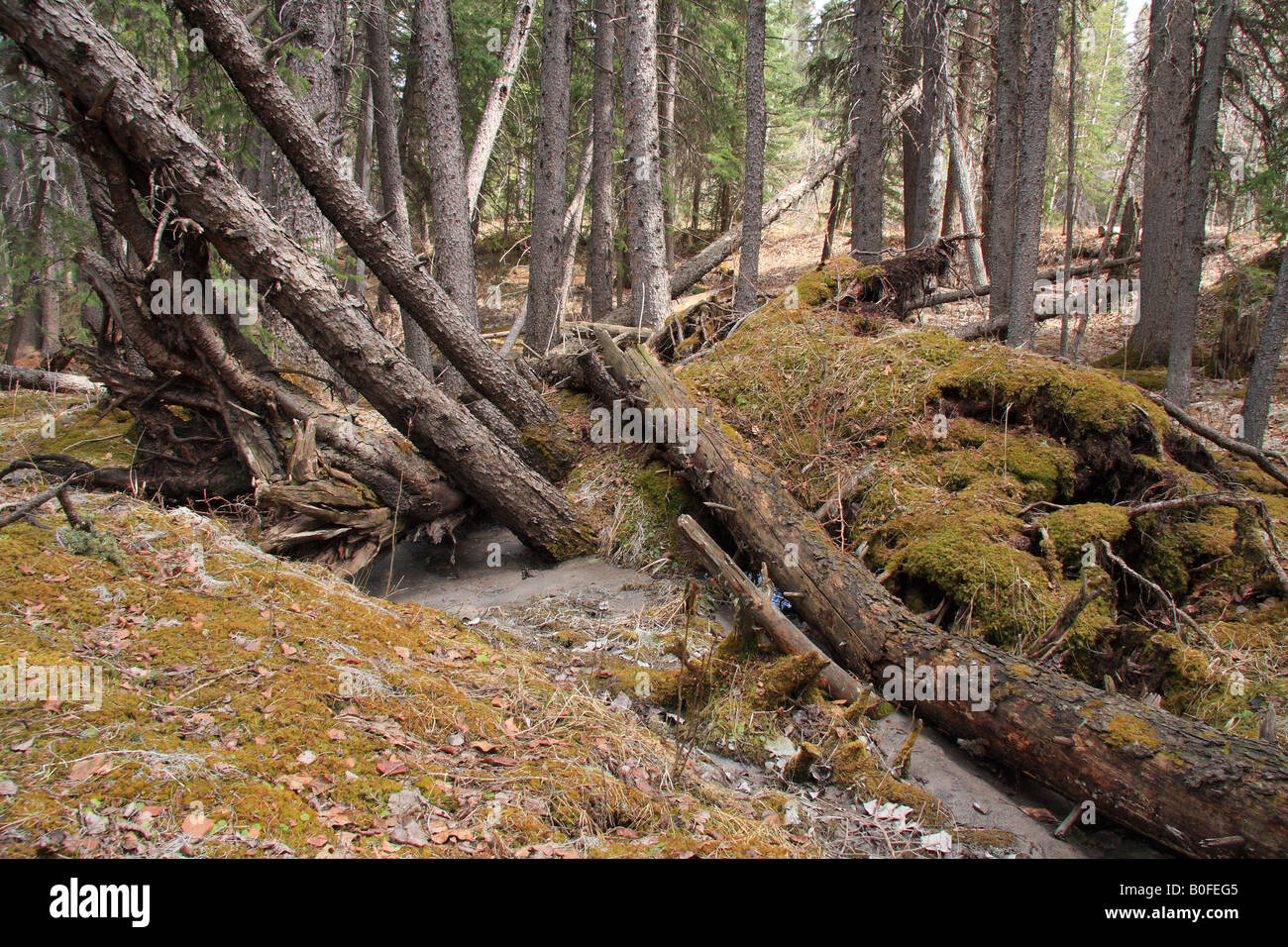Fallen tree trunks, Kananaskis country, Alberta Stock Photo - Alamy