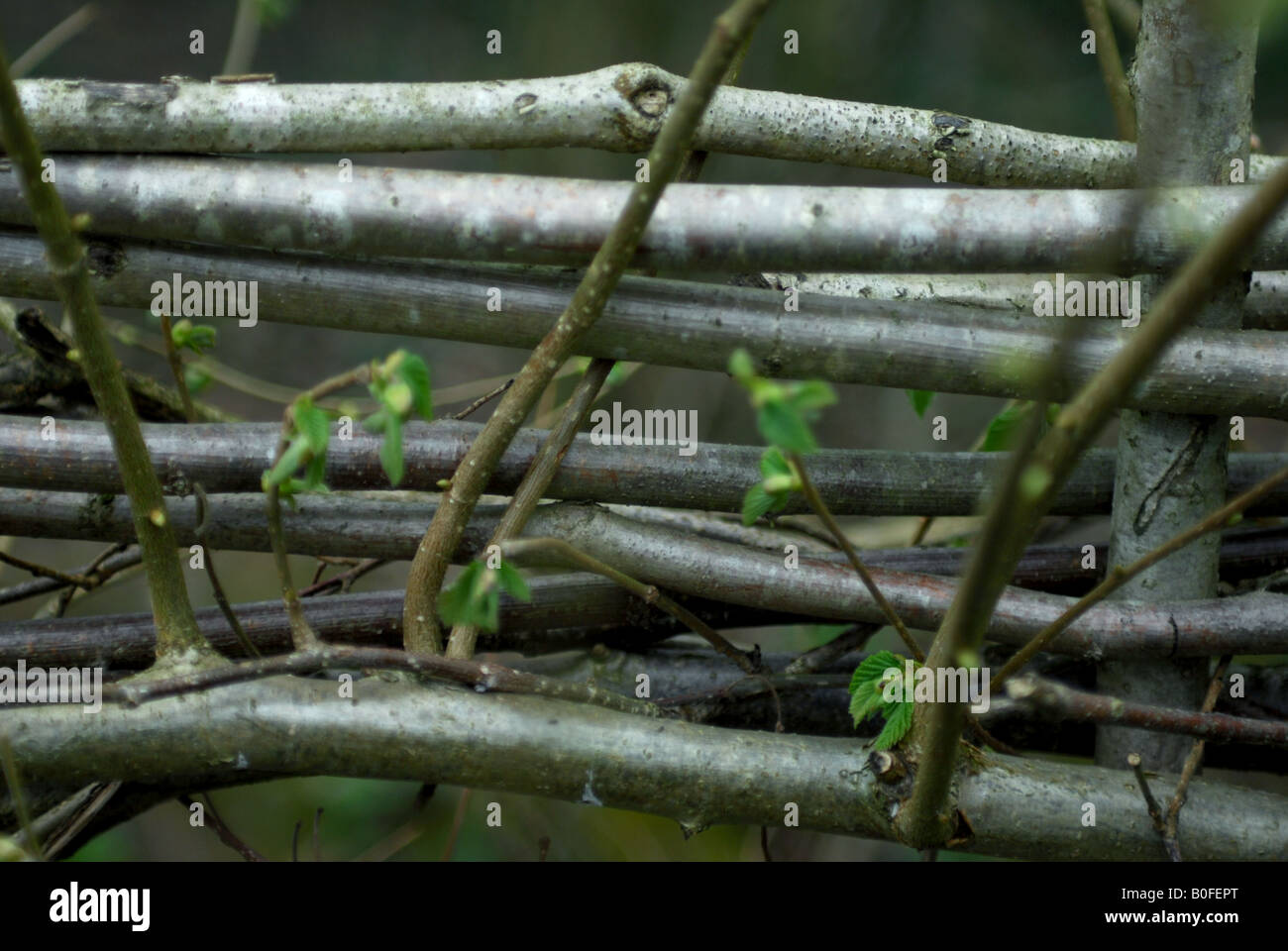 Traditional layered hedge Stock Photo - Alamy