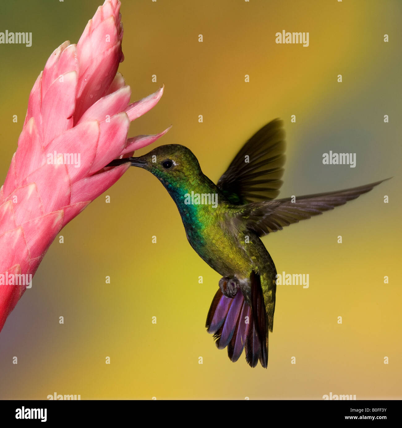 Green breasted Mango Hummingbird Male Stock Photo - Alamy