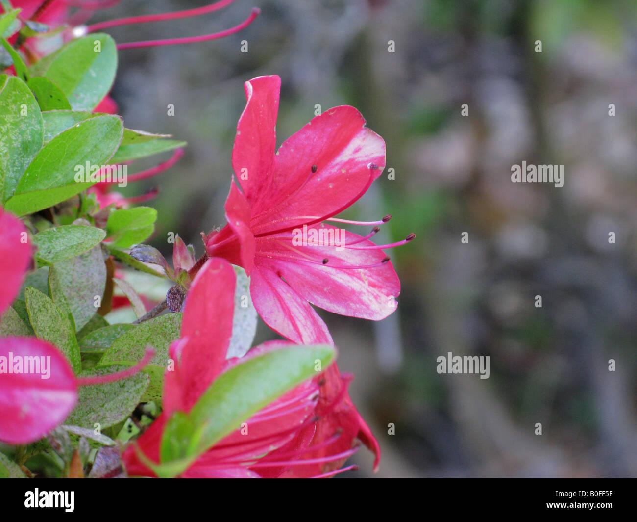 Azalea bush flowers detail hi-res stock photography and images - Alamy