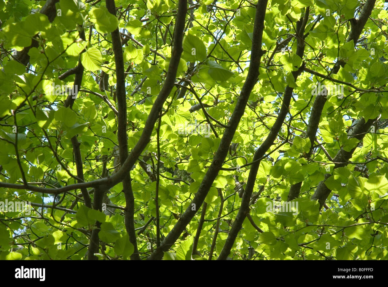 Tree canopy countryside hi-res stock photography and images - Alamy