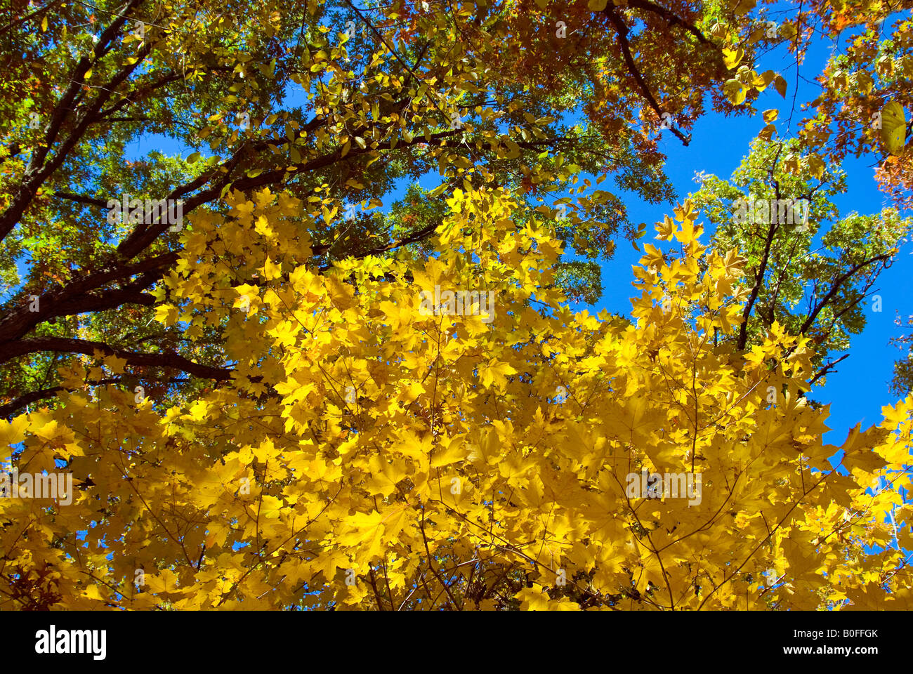 Yellow Maple Leaves Stock Photo - Alamy