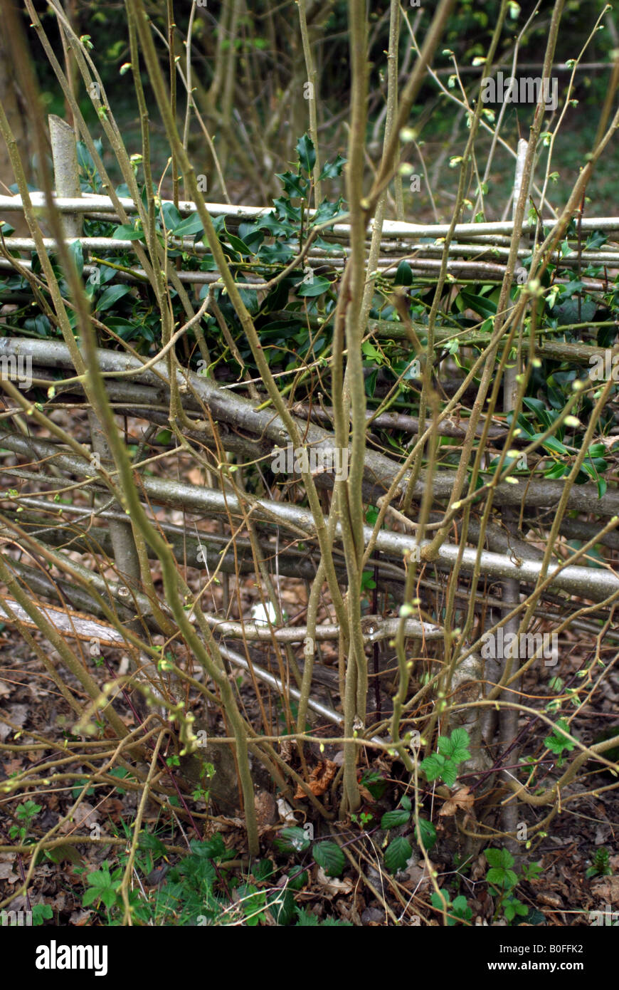 Layered hedge hi-res stock photography and images - Alamy