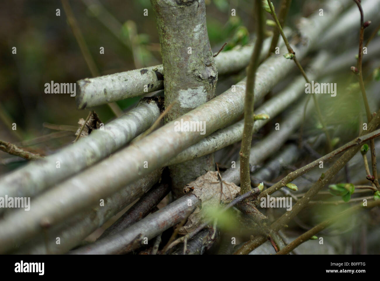 Traditional layered hedge Stock Photo - Alamy