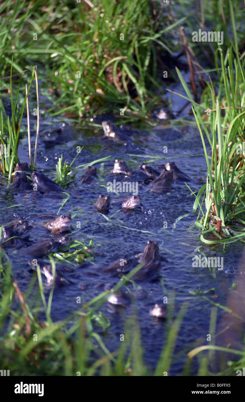 Irish common frog hi-res stock photography and images - Alamy