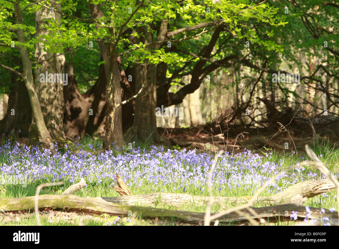 Bluebells, Sea for blue Stock Photo - Alamy