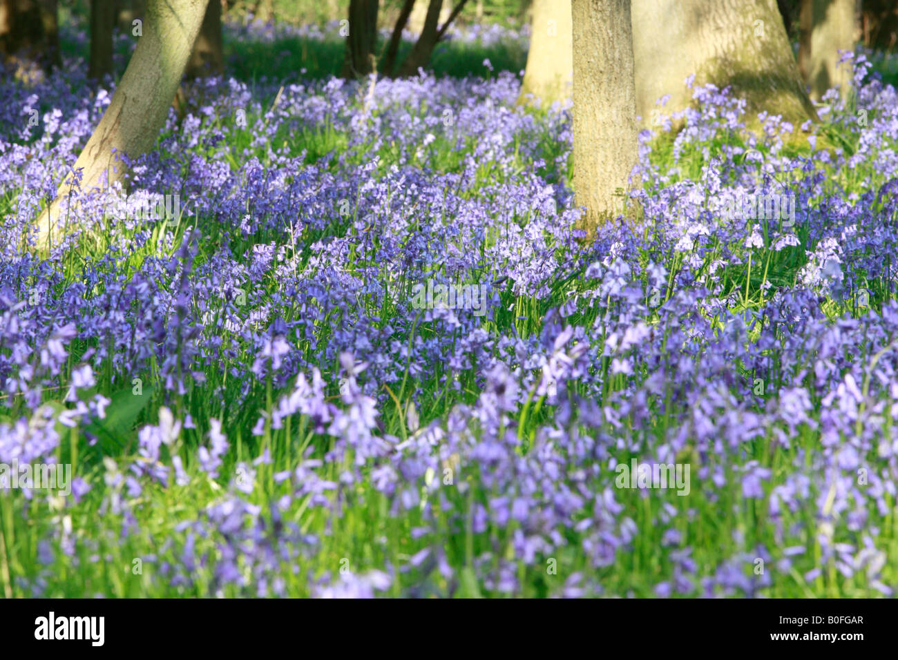 Bluebells, Sea for blue Stock Photo - Alamy