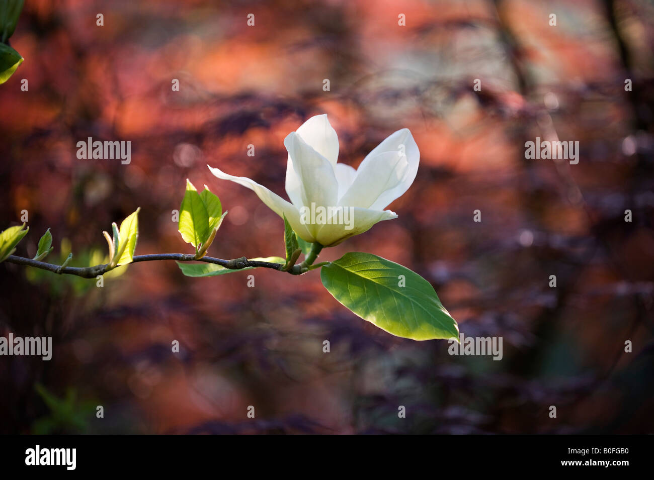 Magnolia 'Elizabeth' flower against an acer tree. Evenley wood gardens ...
