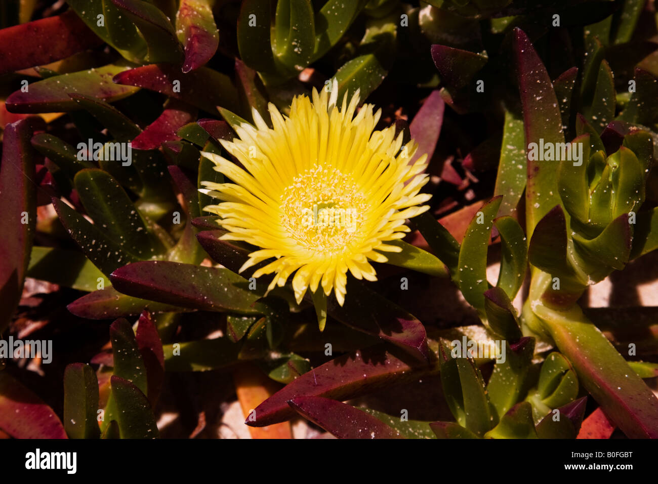 Cape daisies hi-res stock photography and images - Alamy