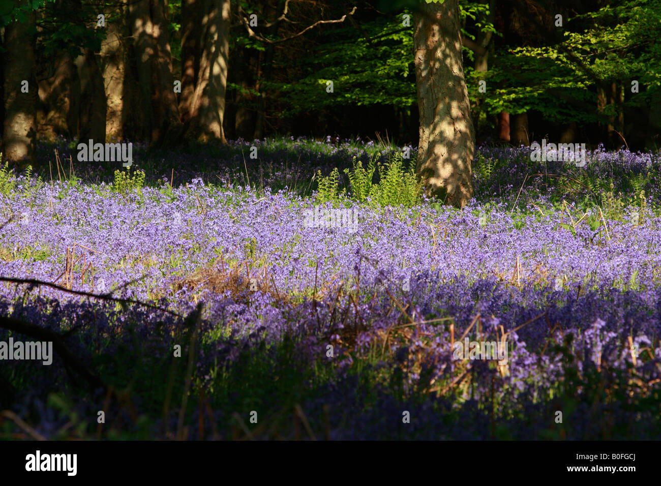 Bluebells, Sea for blue Stock Photo - Alamy