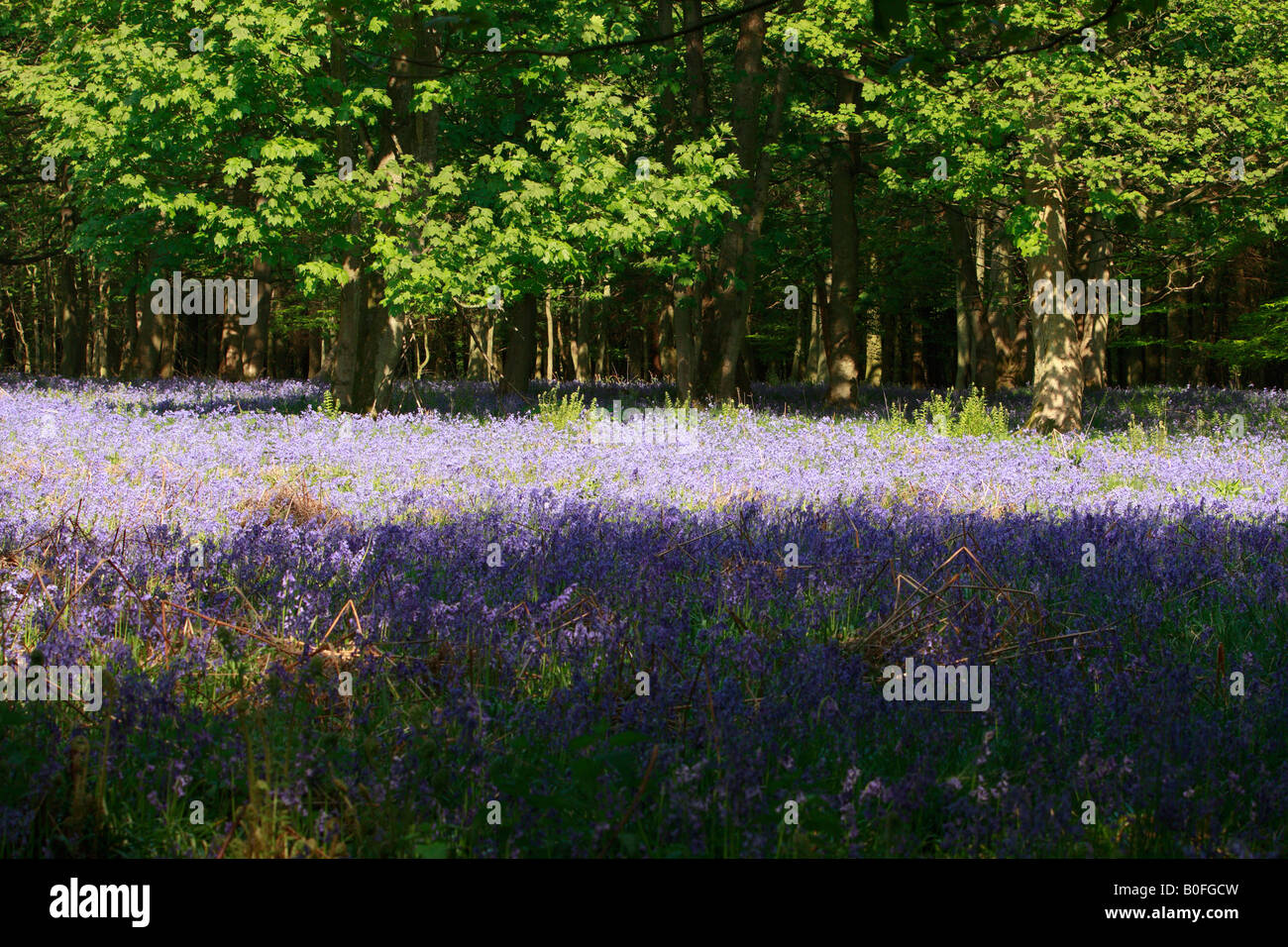 Bluebells, Sea for blue Stock Photo - Alamy