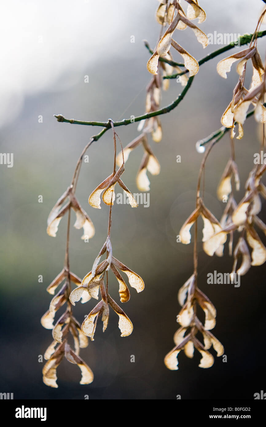 Sycamore seed pods hi-res stock photography and images - Alamy
