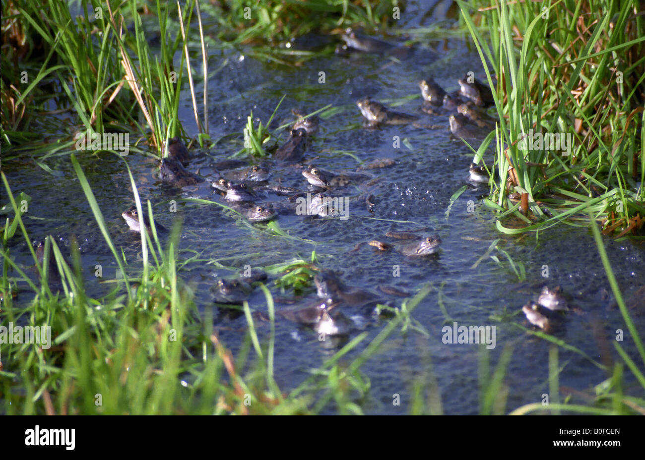 Irish common frog hi-res stock photography and images - Alamy