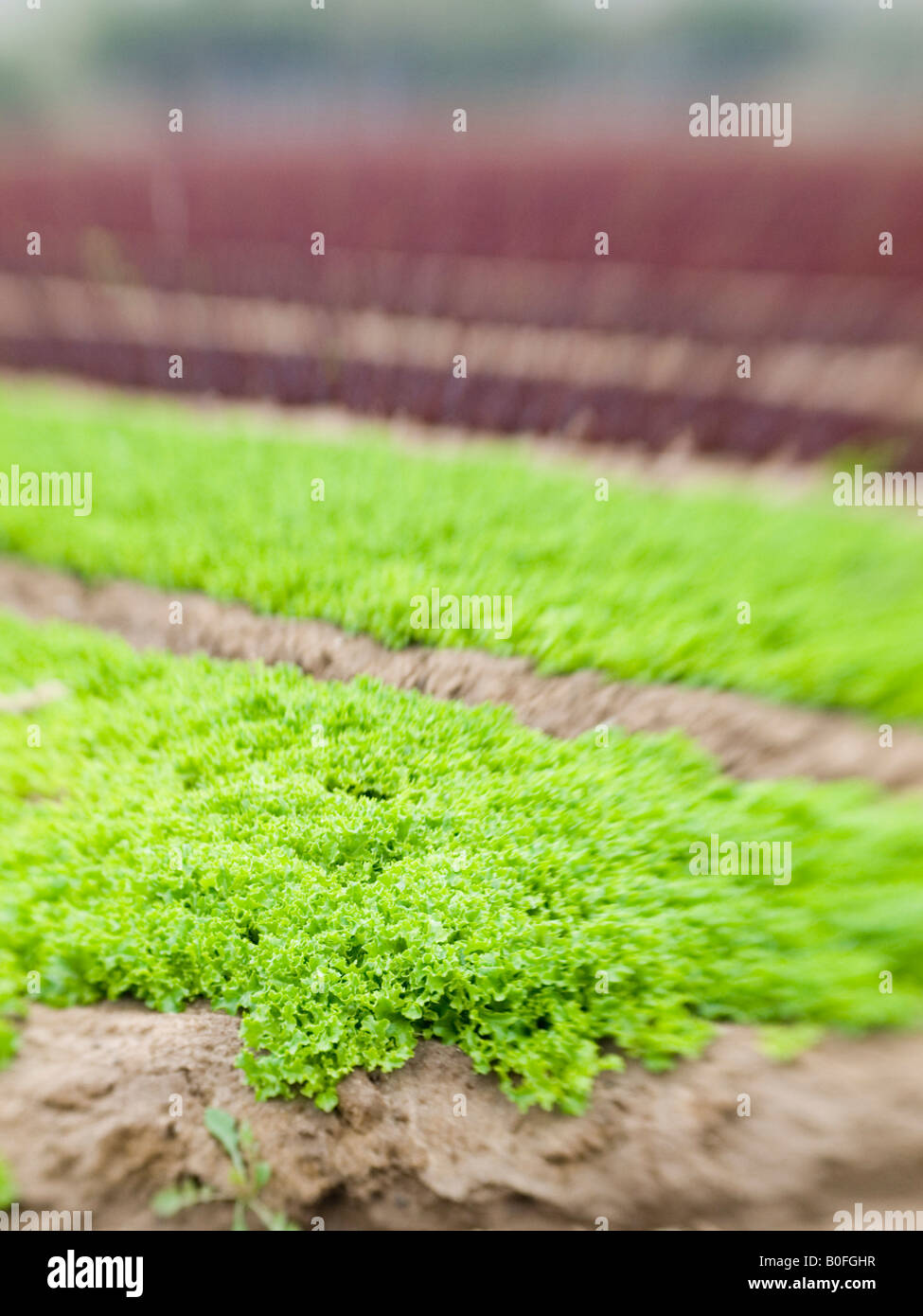 Camarillo california hi-res stock photography and images - Alamy