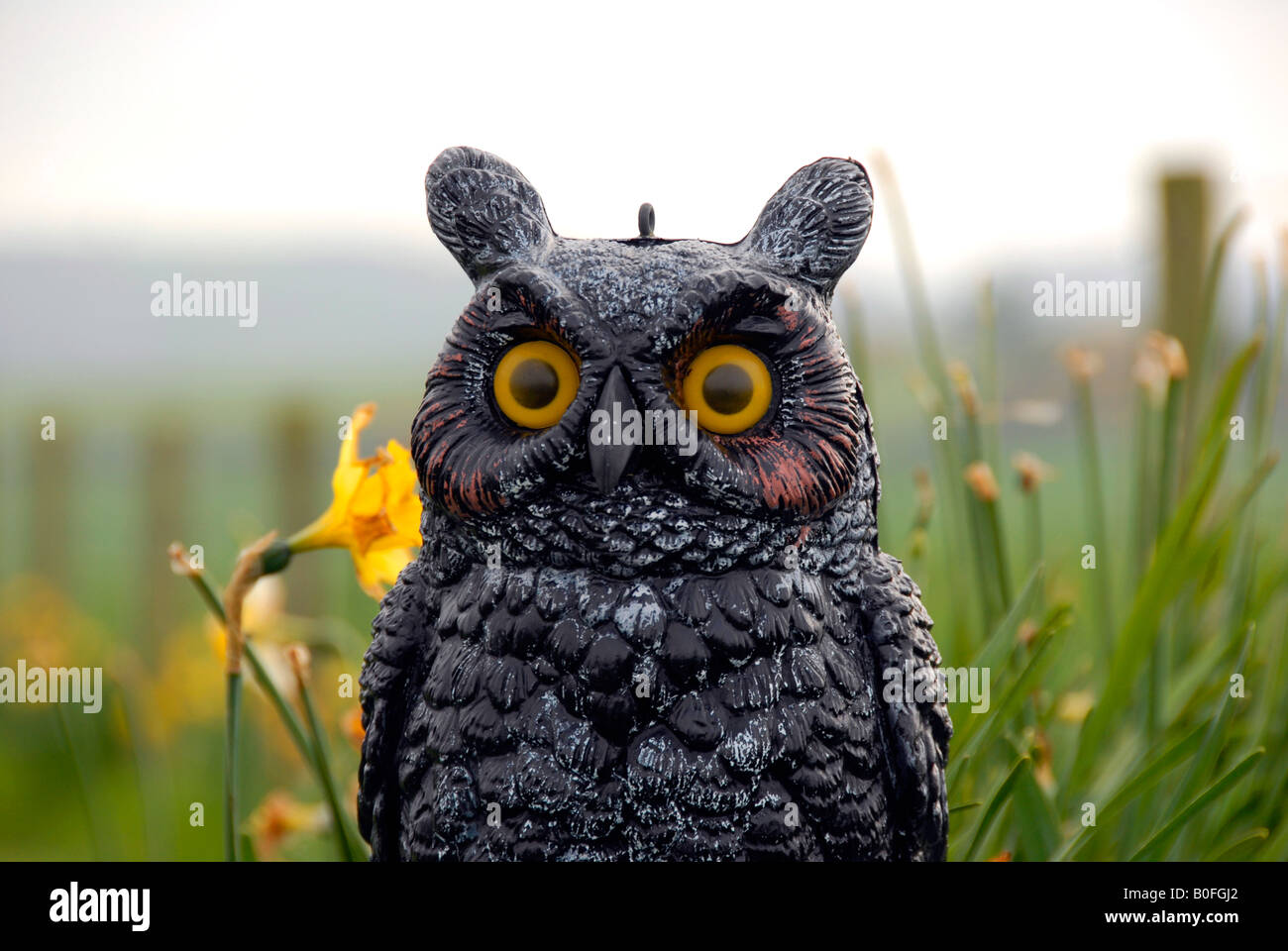 Cast statue of a wise old owl Stock Photo - Alamy