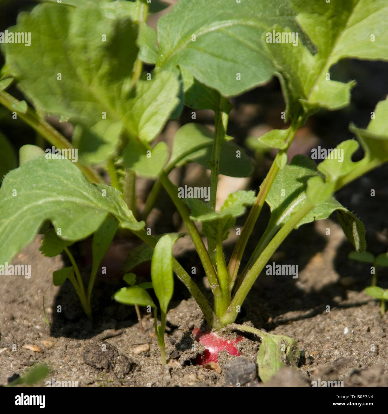 Organic radish grown in a garden in South London Stock Photo - Alamy