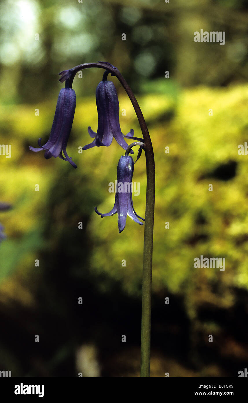 Irish bells plant hi-res stock photography and images - Alamy