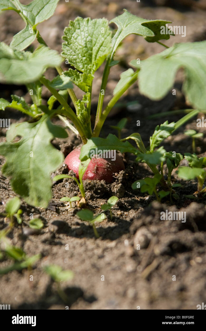 Organic radish grown in a garden in South London Stock Photo - Alamy