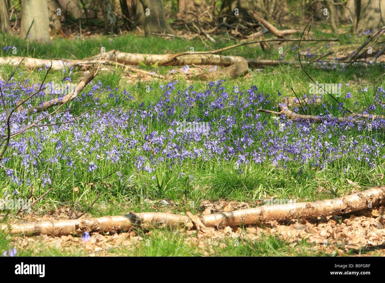 Bluebells, Sea for blue Stock Photo - Alamy