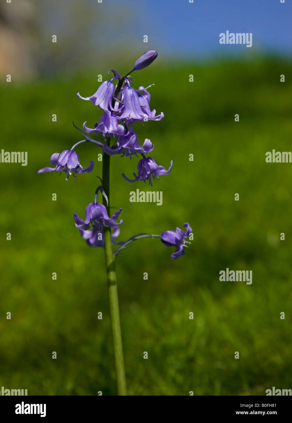 Bluebell flowers in Scotland in spring Stock Photo - Alamy