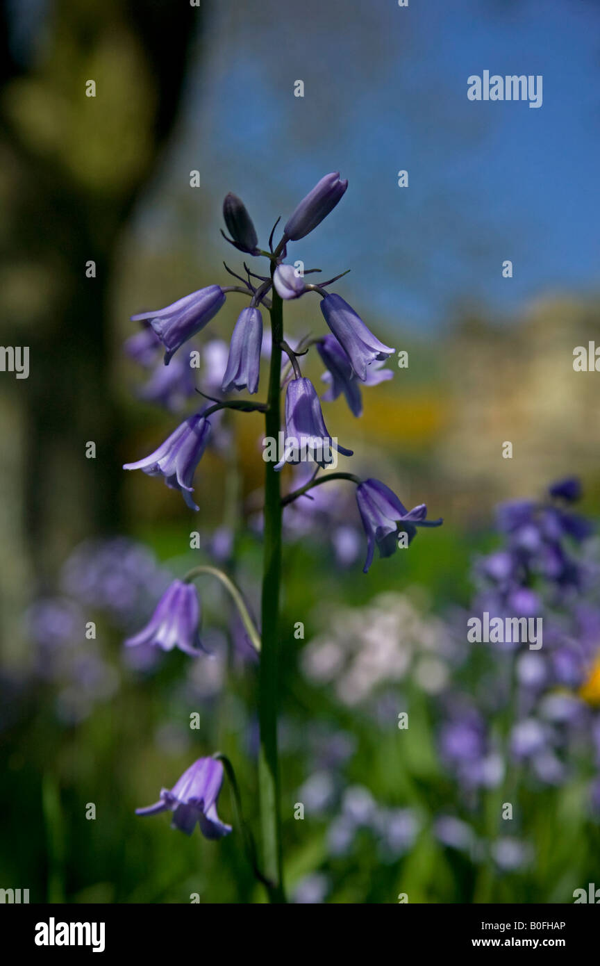 Bluebell flowers in Scotland in spring Stock Photo - Alamy