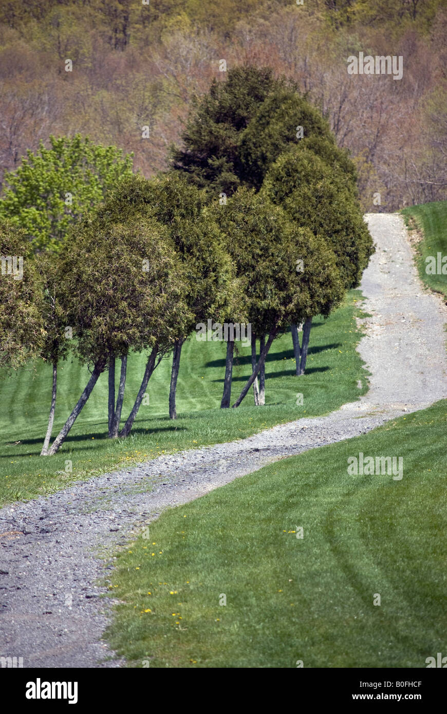 Trees and winding road Stock Photo - Alamy