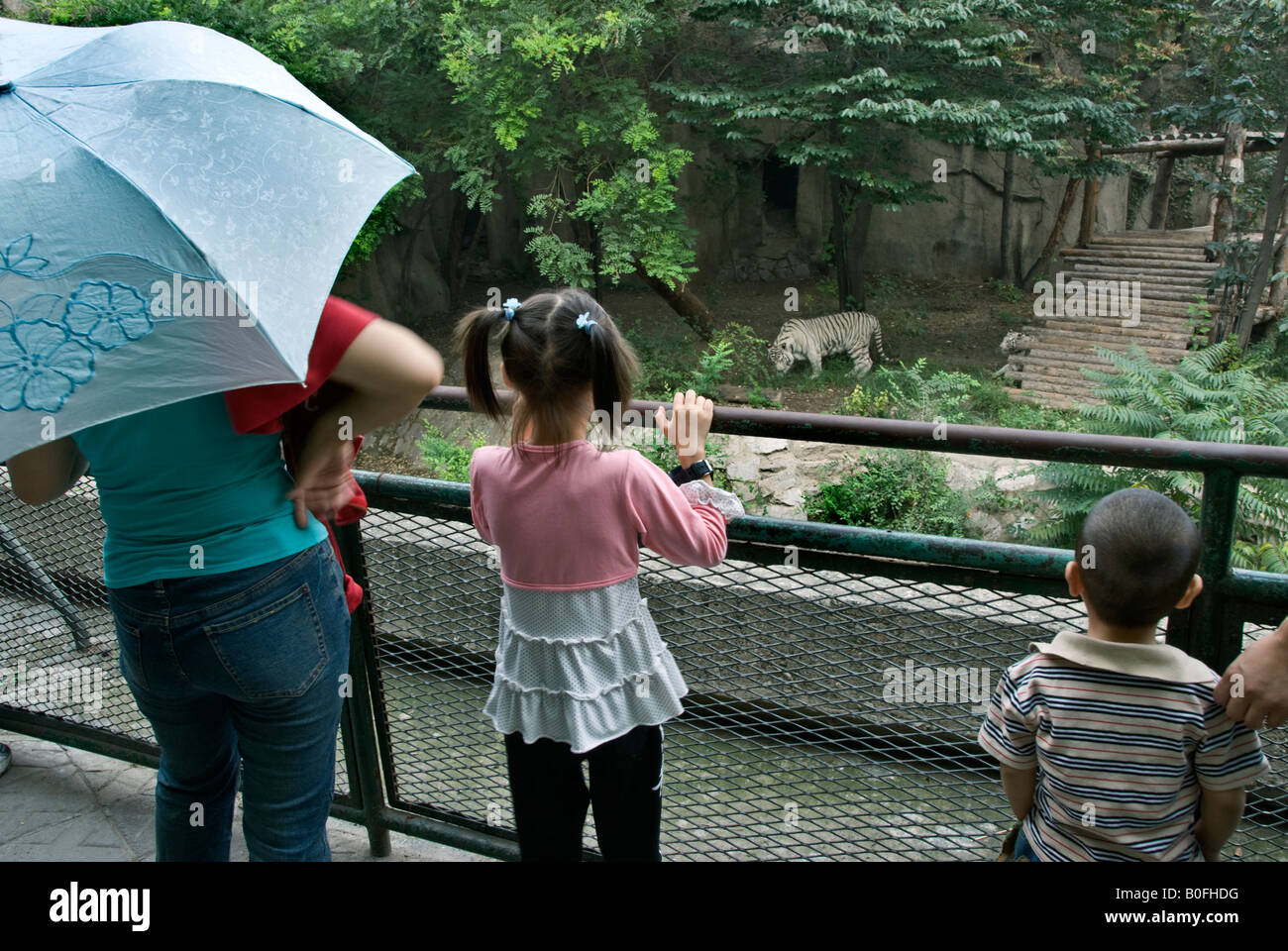 Beijing CHINA, Beijing Zoo, Chinese Family, Tourists Watching Live ...