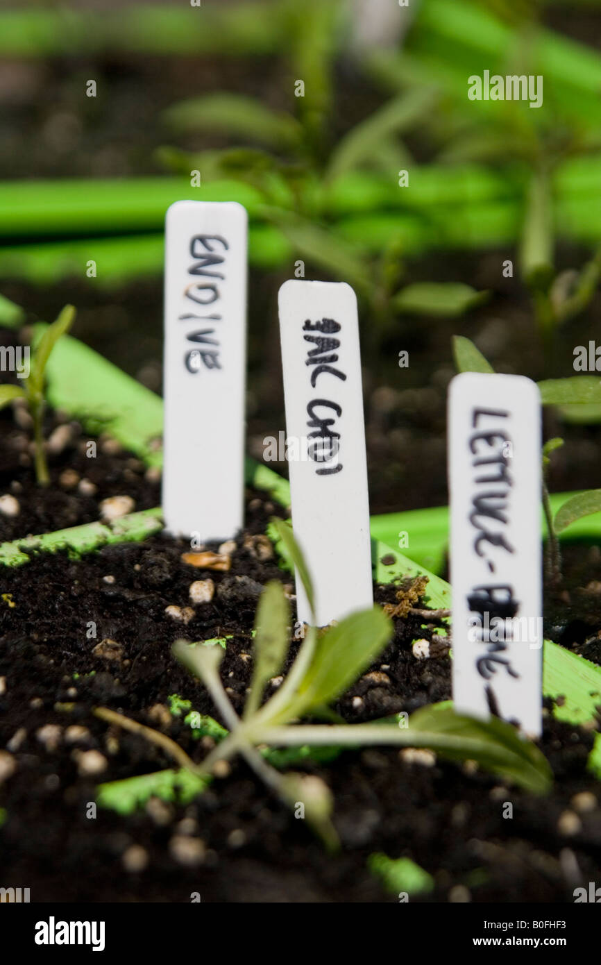 Endive growing in a garden hi-res stock photography and images - Alamy